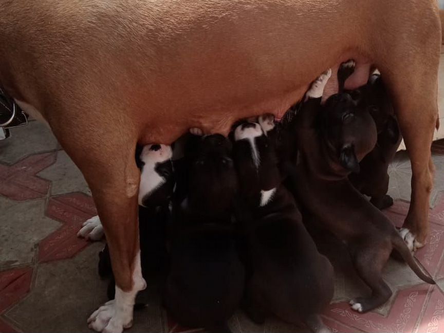 Питбули малыши