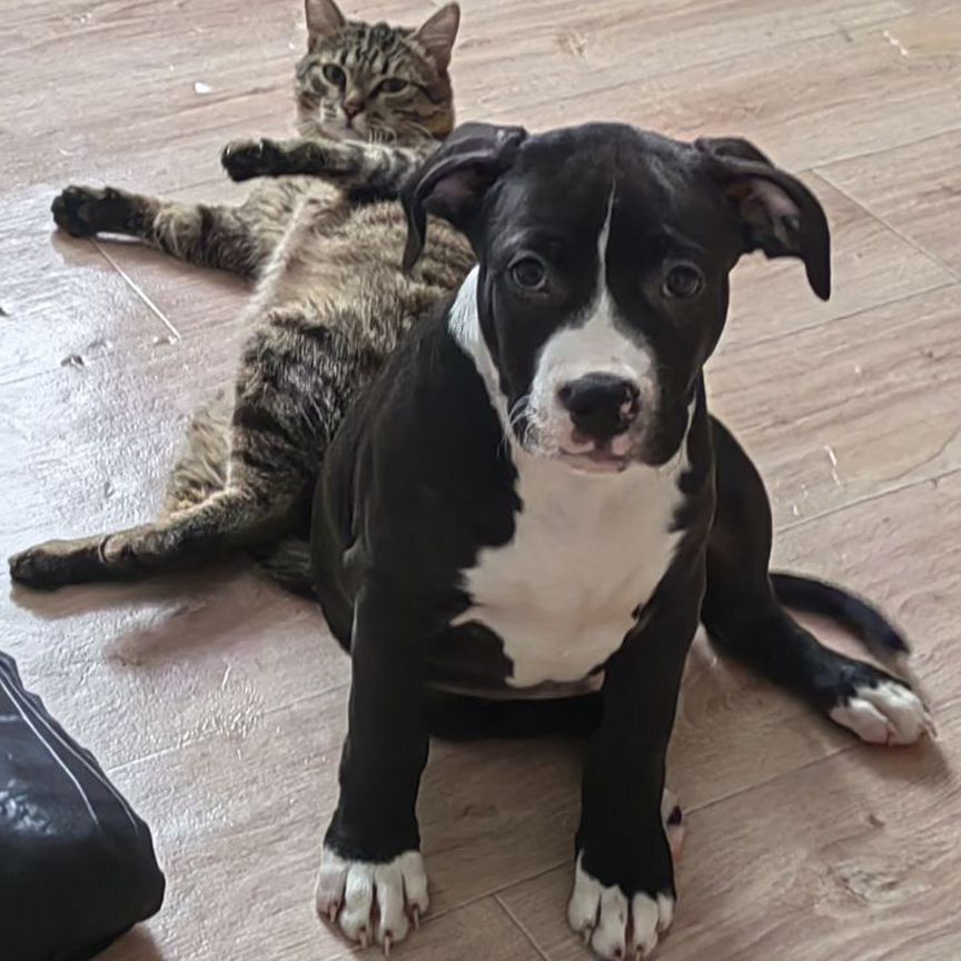 Американский питбультерьер, щенок