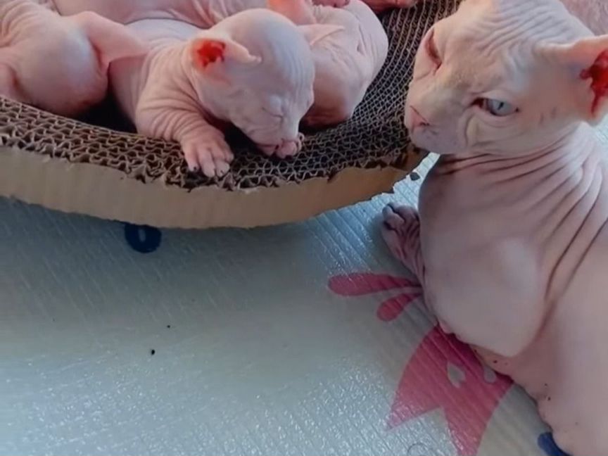 Канадский сфинкс котенок