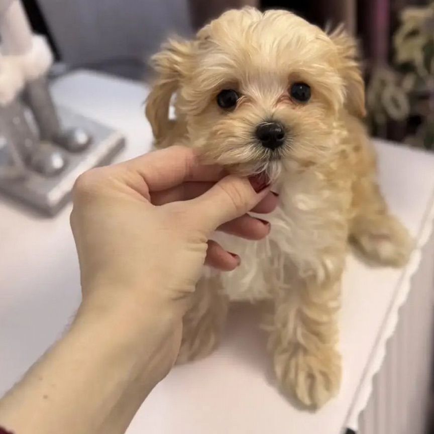 Мальтипу, щенок