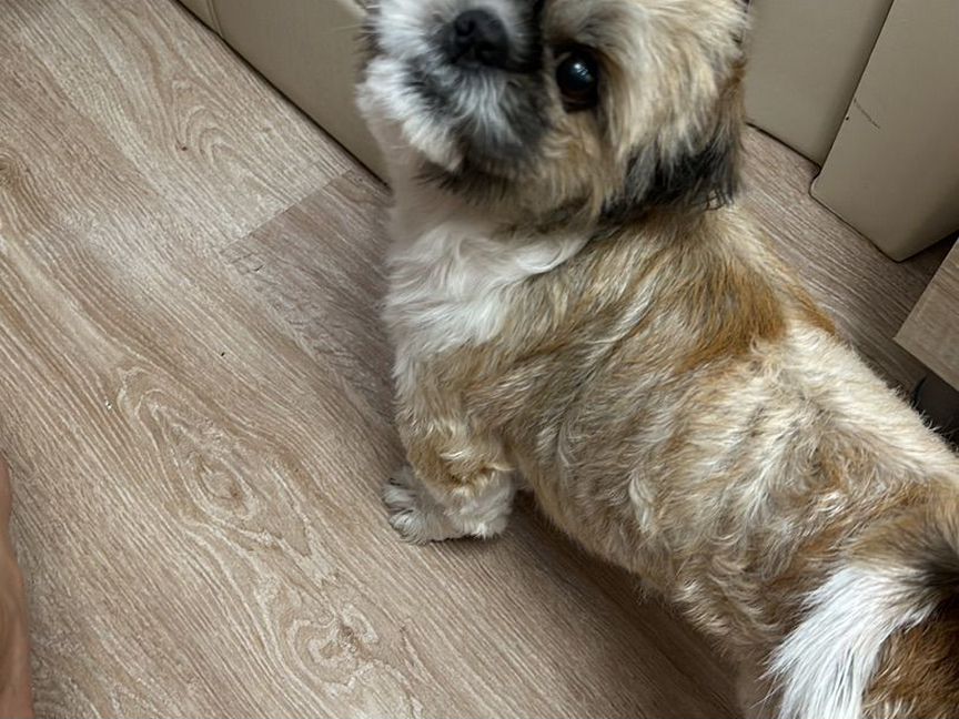 Ши-тцу в добрые руки