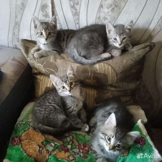 Четыре весёлых полосатика
