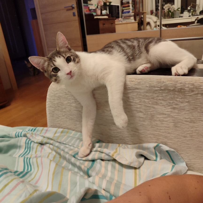 Котенок подросток мальчик в добрые руки