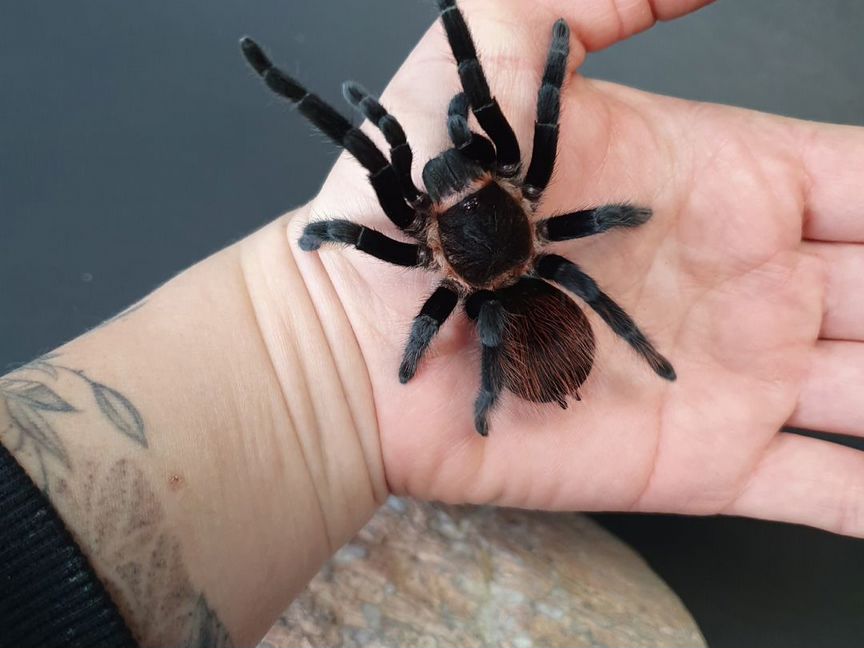 Паук Ваганс 002