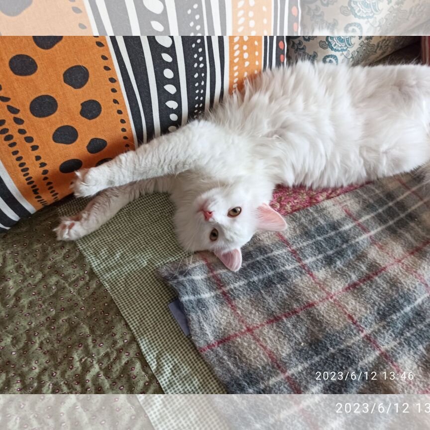 Кошка турецкая ангора