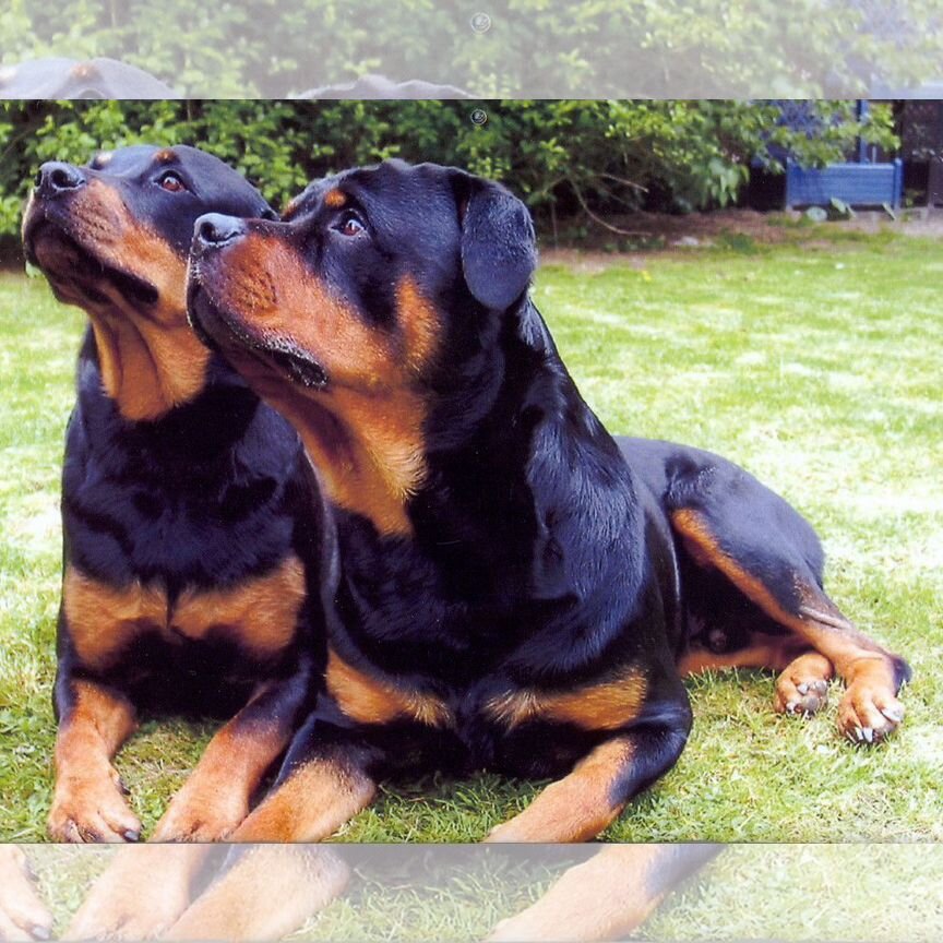 Ротвейлер, взрослая собака