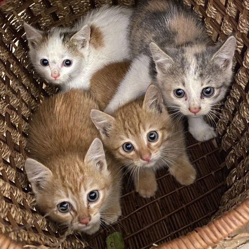 Котята в добрые руки даром