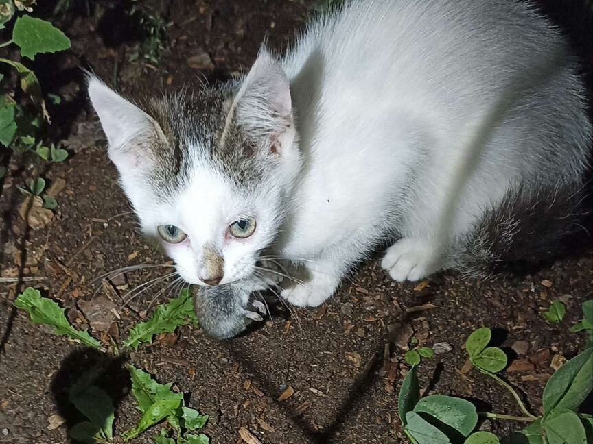 Кошка в дар