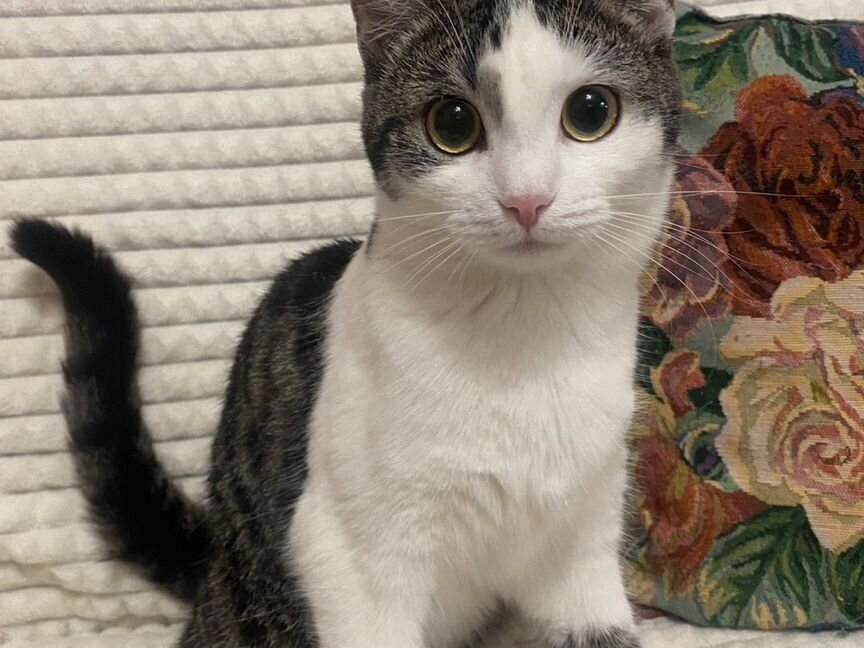 Котенок