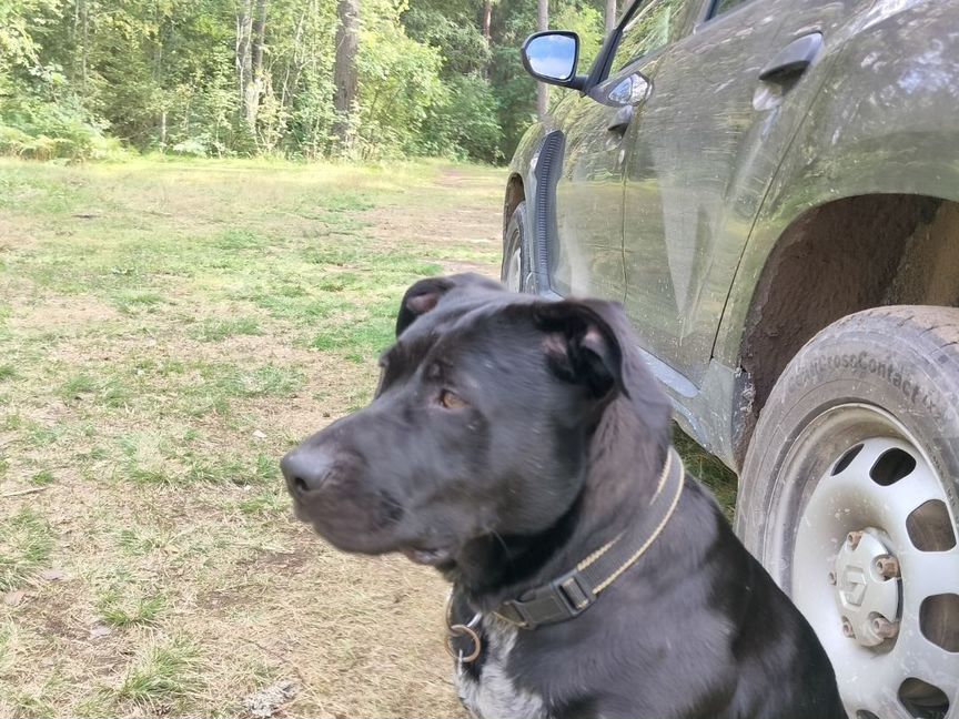 Собака в добрые руки