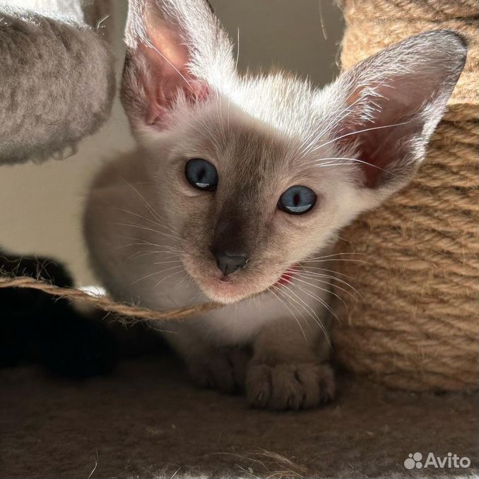 Котенок ориентальный сиам