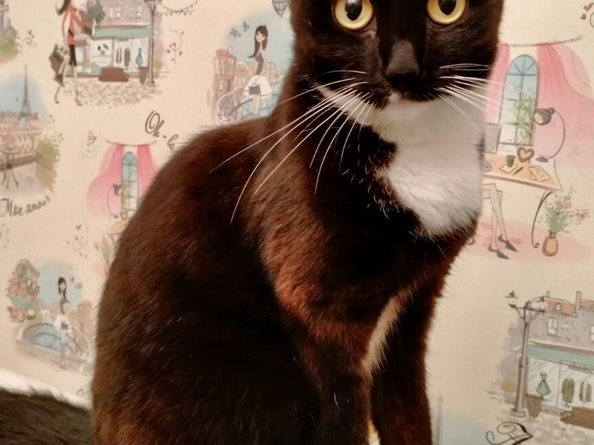 Кошка Мышка ищет дом