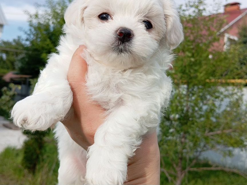 Щенки мальтипу f1 мини