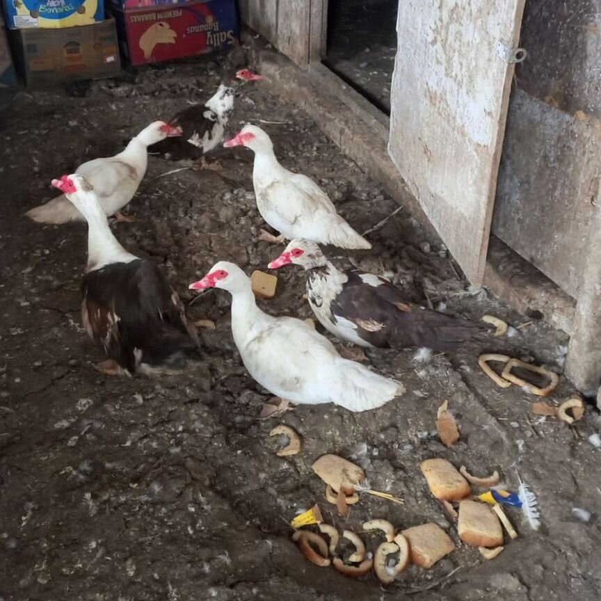 Индюки и утки