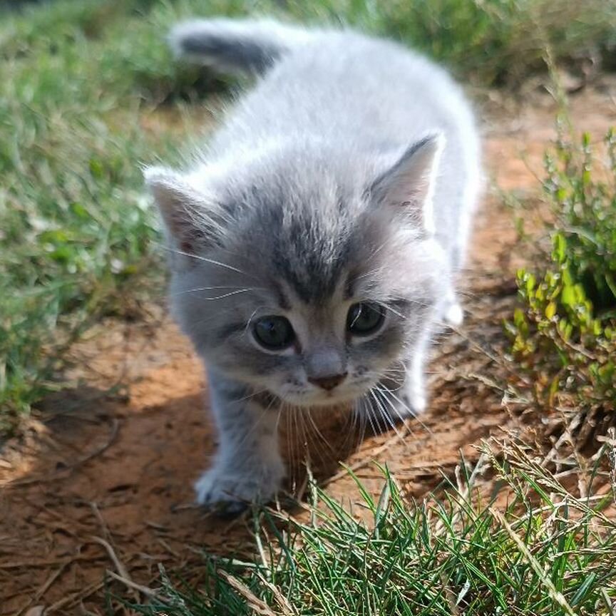 Котенок