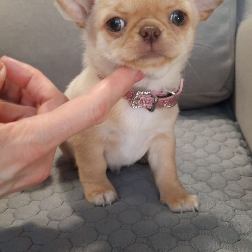 Чихуахуа девочка