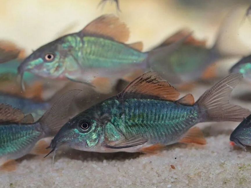 Коридорас изумрудный брохис