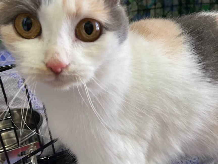 Нежная и ласковая Лилу ищет дом