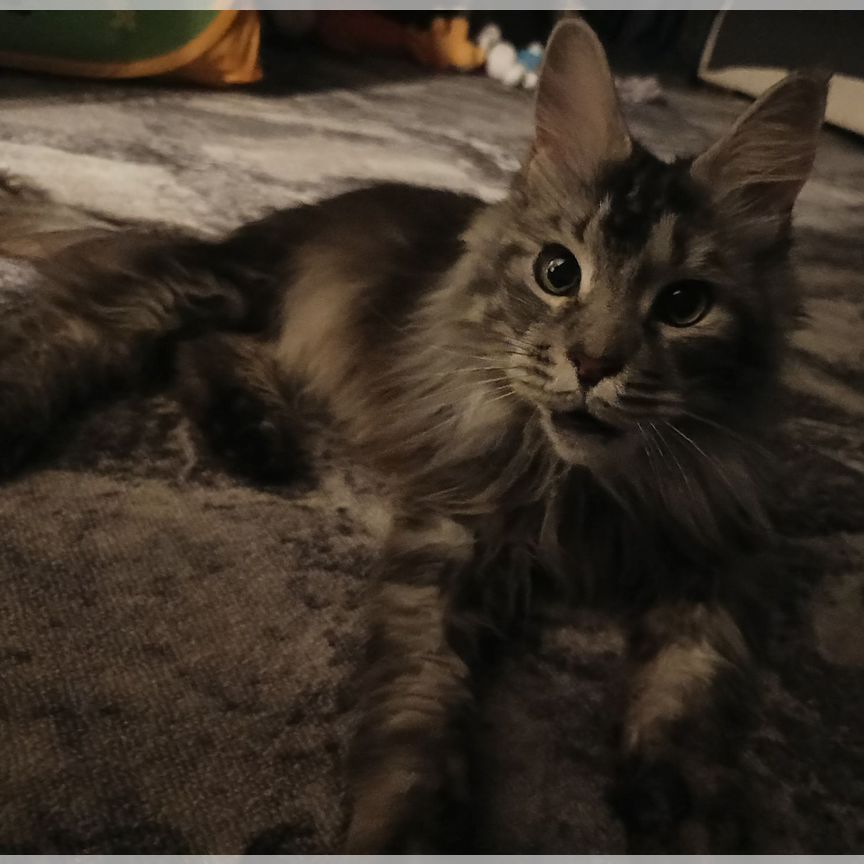 Мейн-кун котёнок