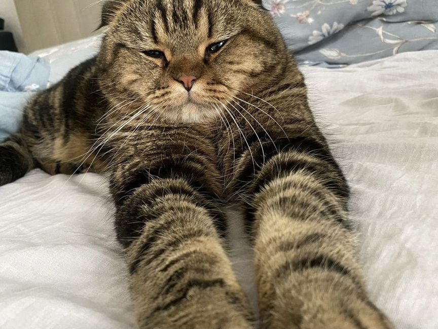 Шотландская вислоухая кот