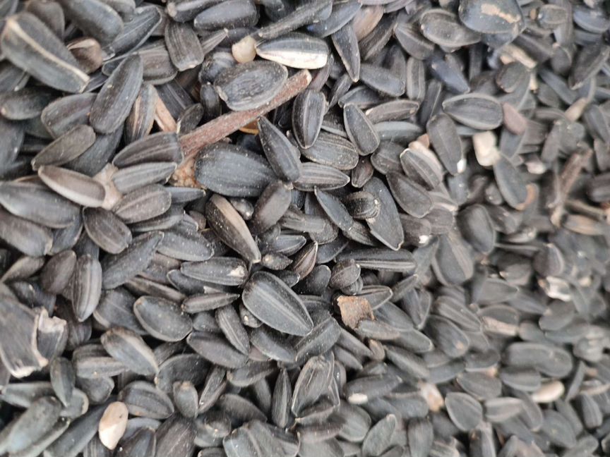 Семечки подсолнечника