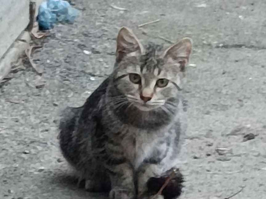 Котенок один на улице Не выживет. Спасите