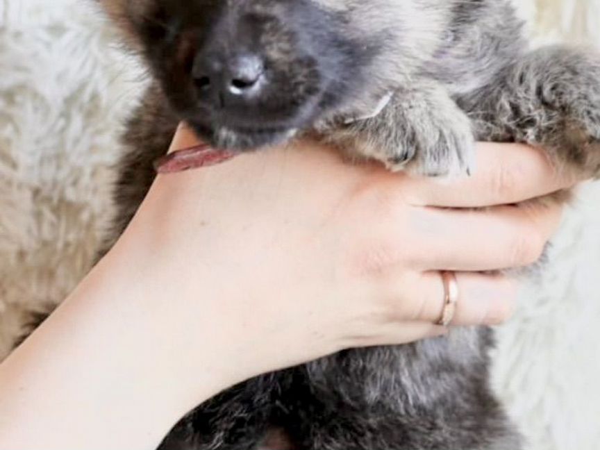 Людвиг- милый, болтливый ребенок. Дворянин