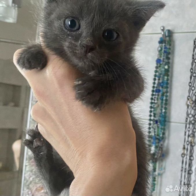 Котенок девочка Бусинка ищет родных