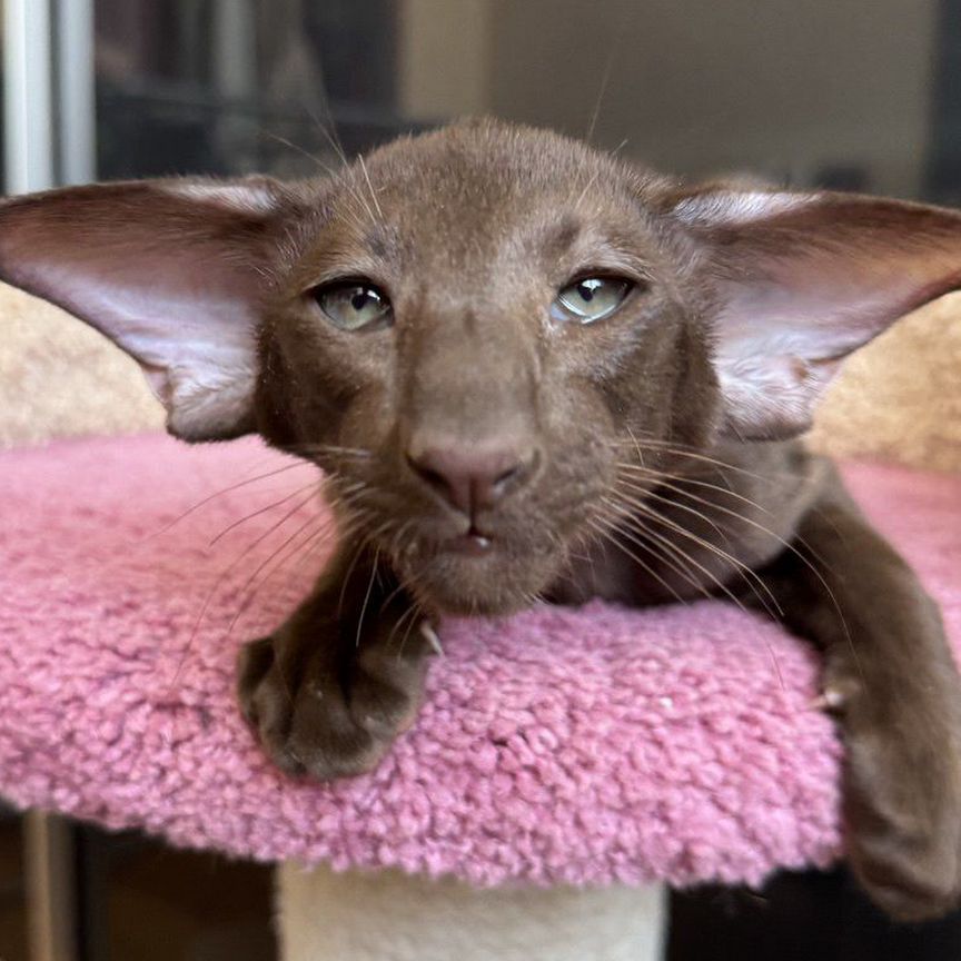 Ориентальный котёнок