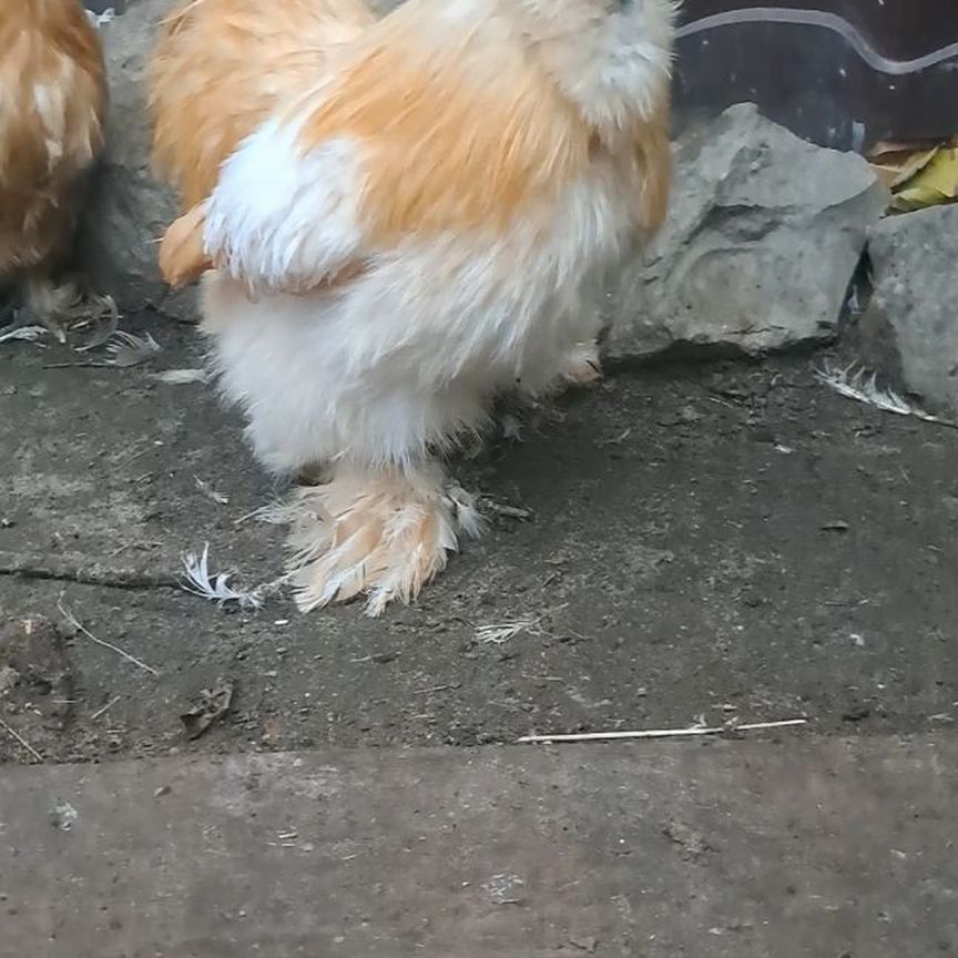 Шелковые куры