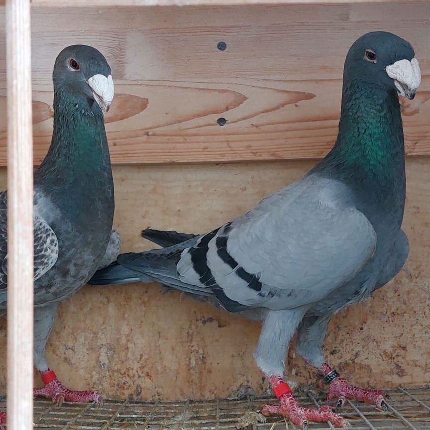 Продам голубей