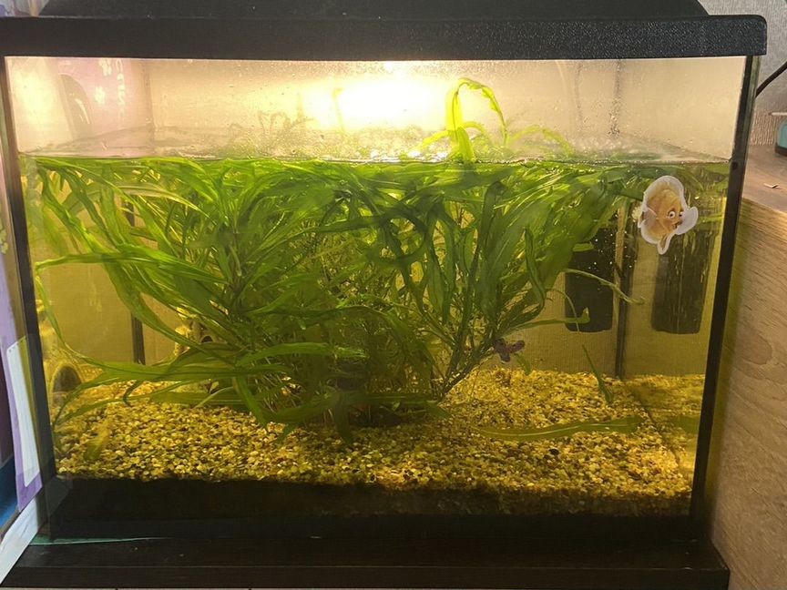Аквариум с рыбками