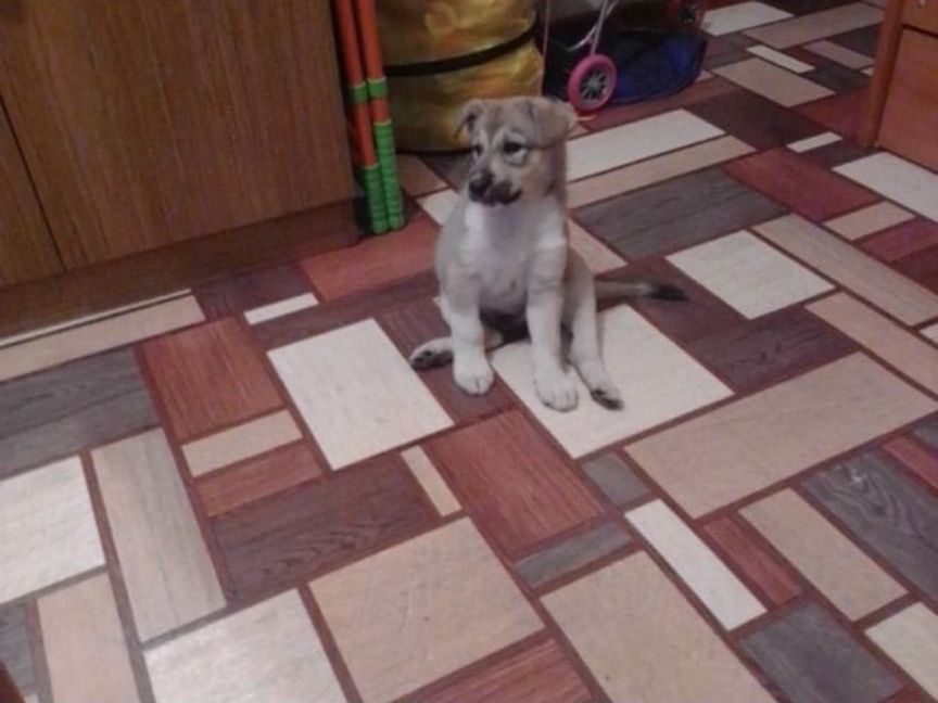 Отдам щенка в добрые руки