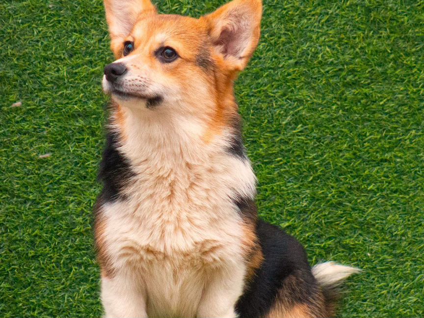 Мальчик вельш корги пемброк