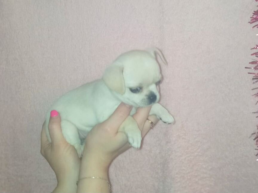 Чихуахуа щенок девочка