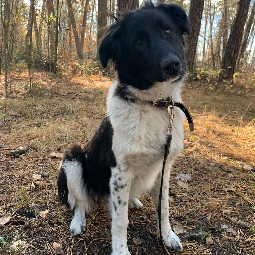 Бордер-колли, щенок