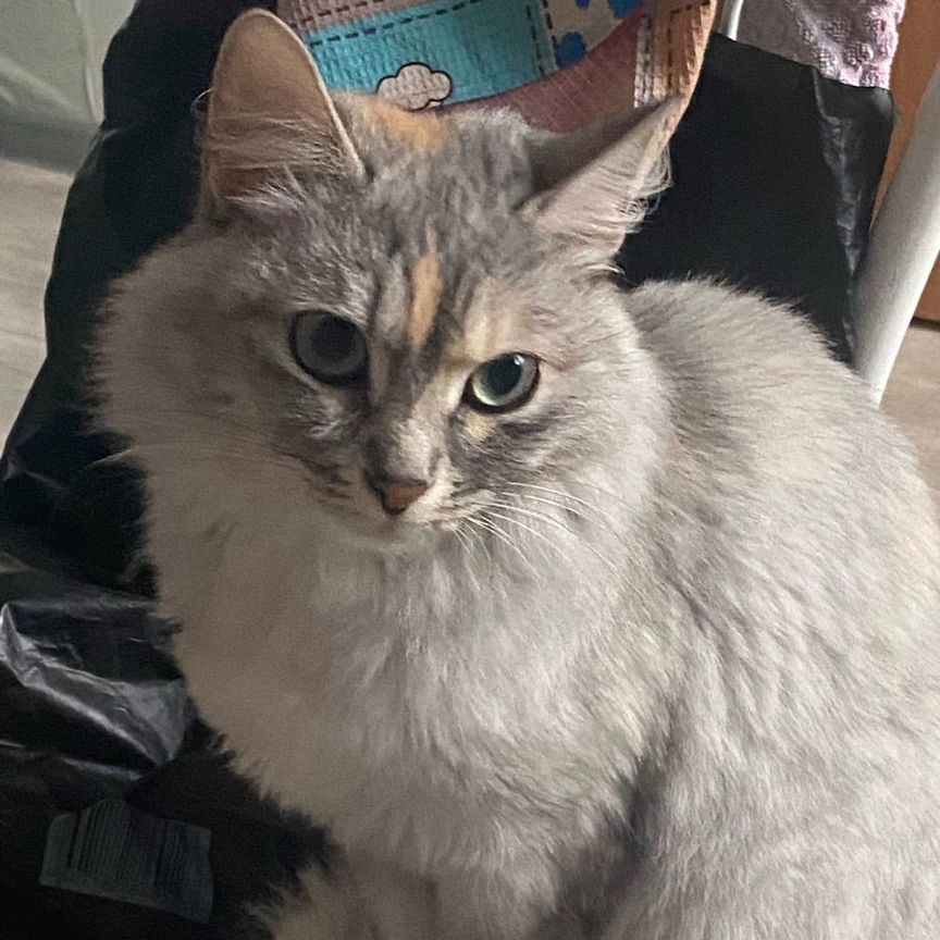 Отдам бесплатно кошку