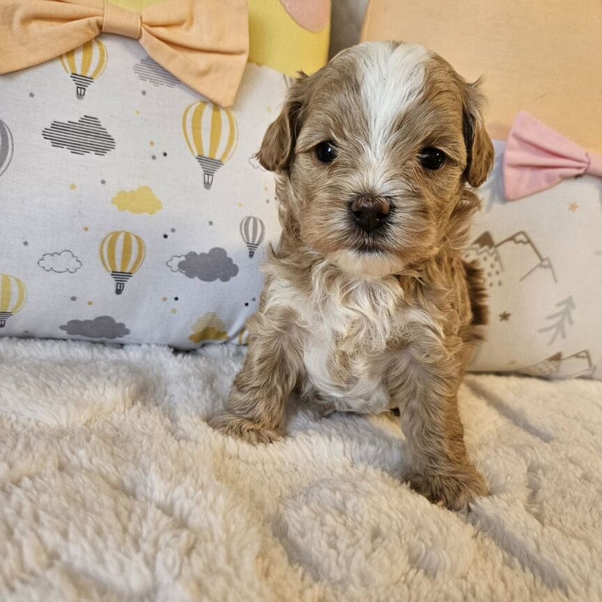 Мальтипу.Щенки премиум качества.f1