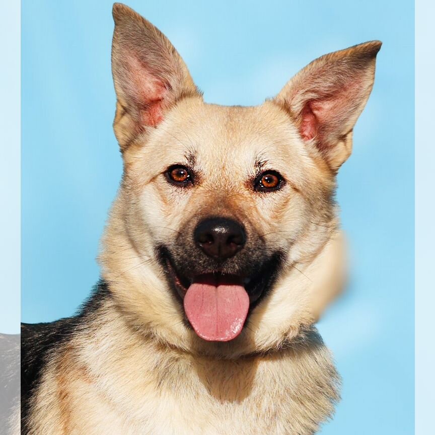 Собака в добрые руки отдам бесплатно