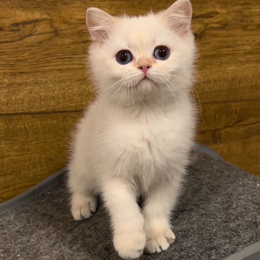 Кошечка золотая шиншилла