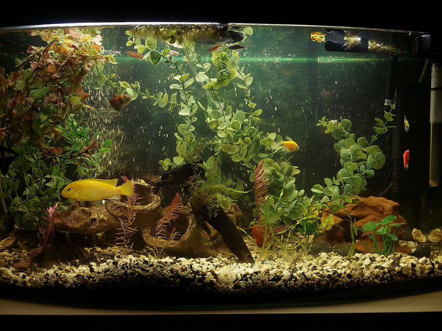 Отдам бесплатно красивую цихлиду