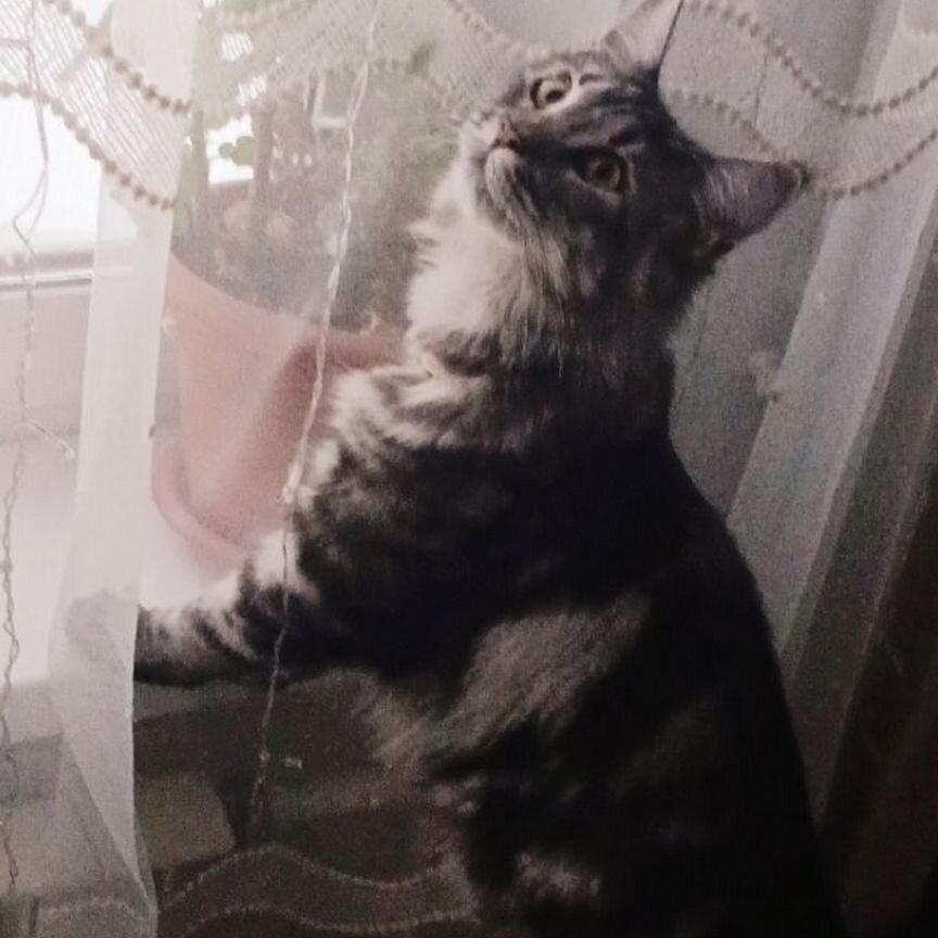 Кошка майнкун. Родословная