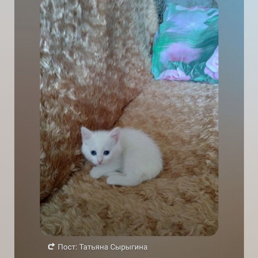Отдам только в хорошие руки