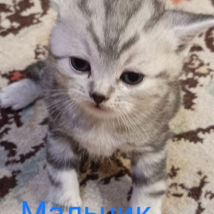 Шотландский вислоухий длинношёрстный котёнок