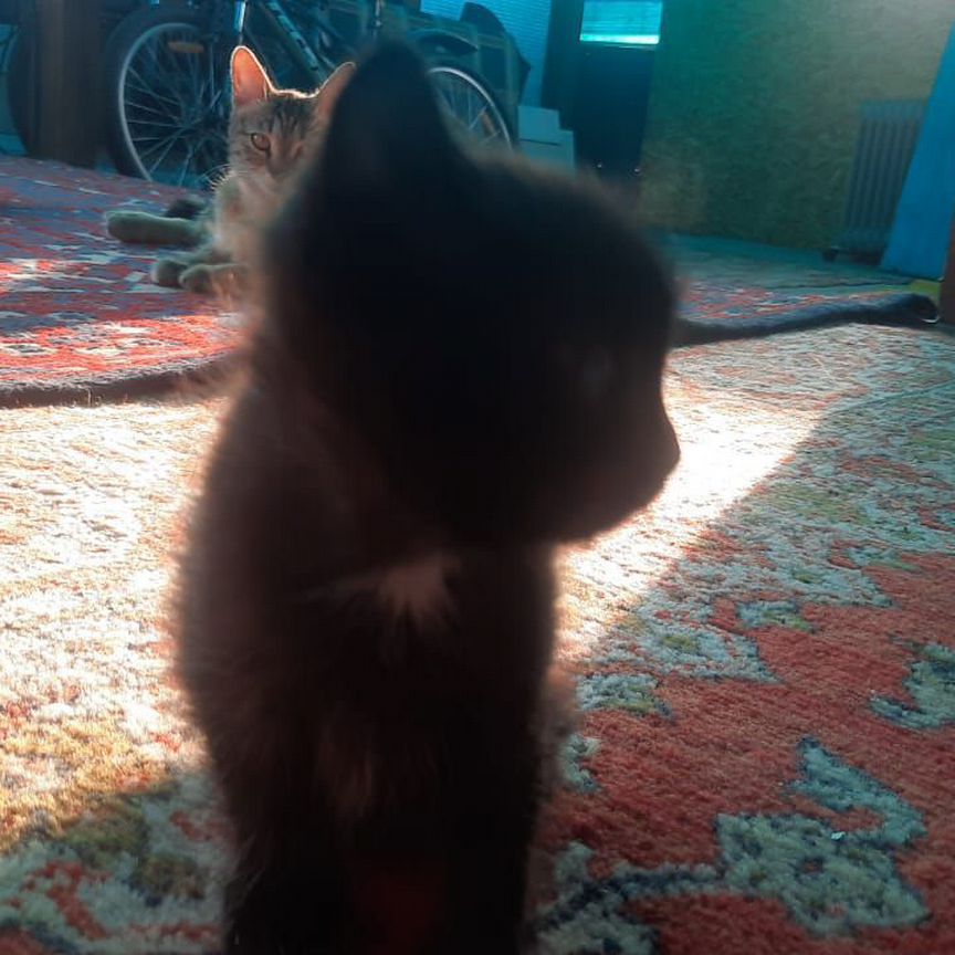 Котят в добрые руки