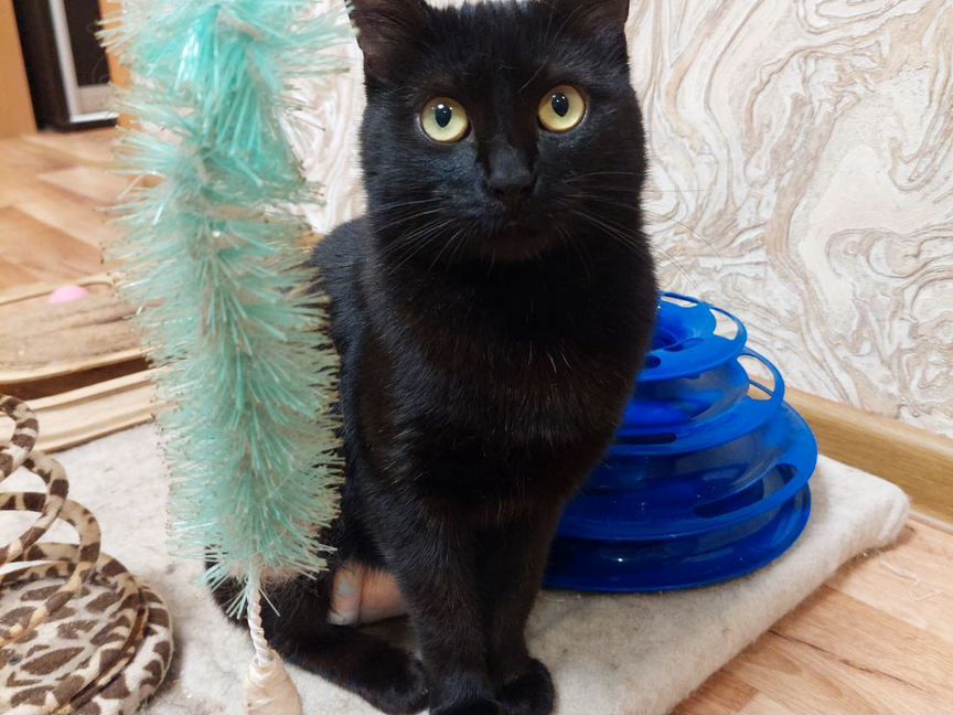 Кошка черная котёнок супер ласковая особенная