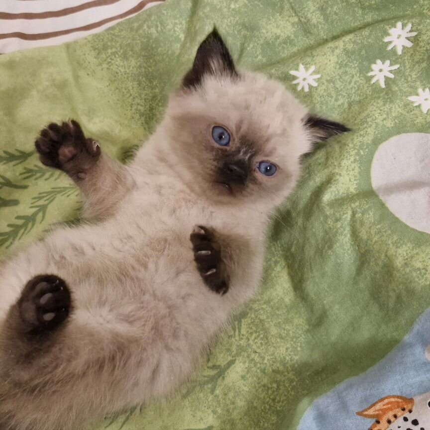 Котенок