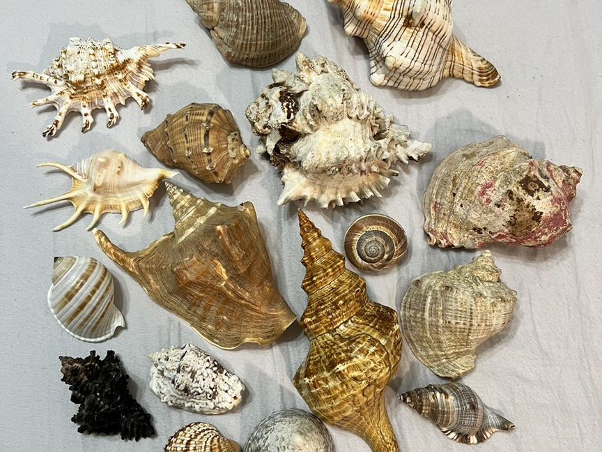 Ракушки, морские звезды, кораллы, рыба еж