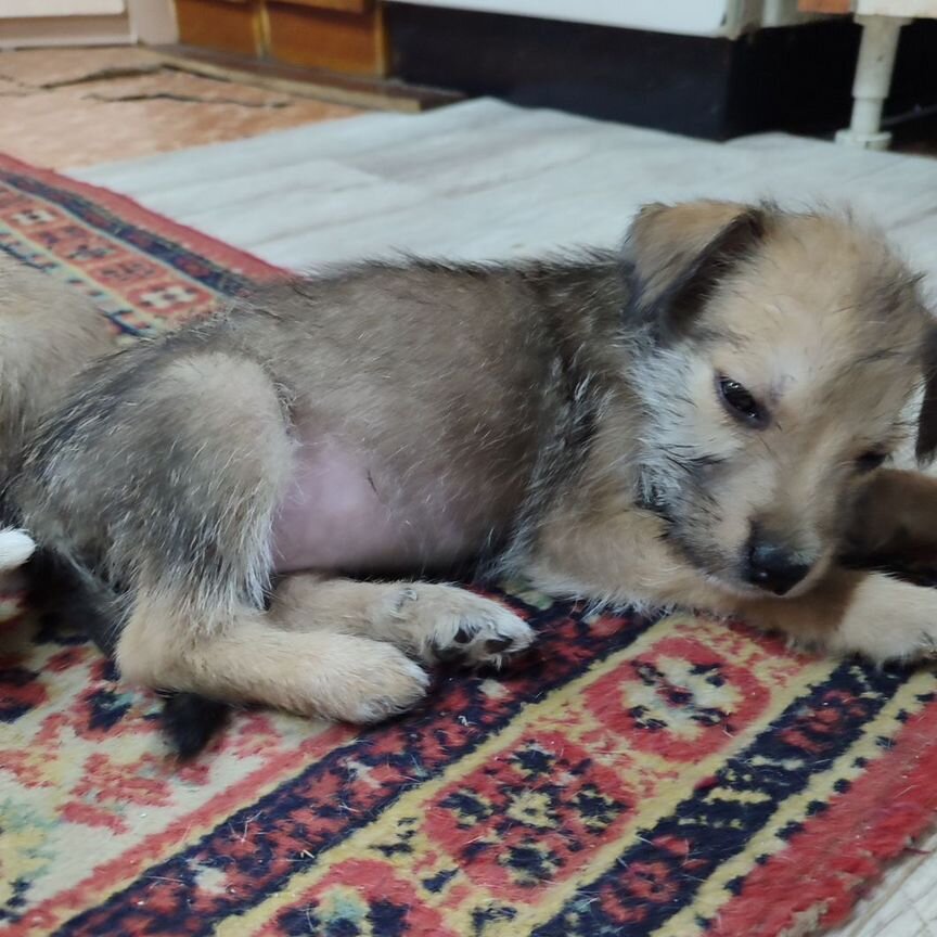 Американский стаффордширский терьер, щенок