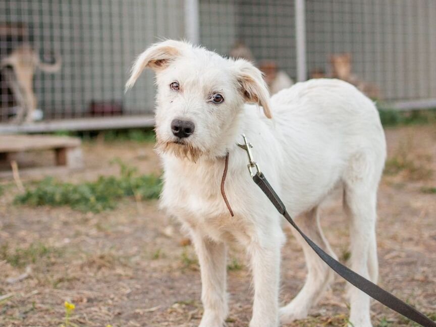 Небольшая собака в хорошие руки